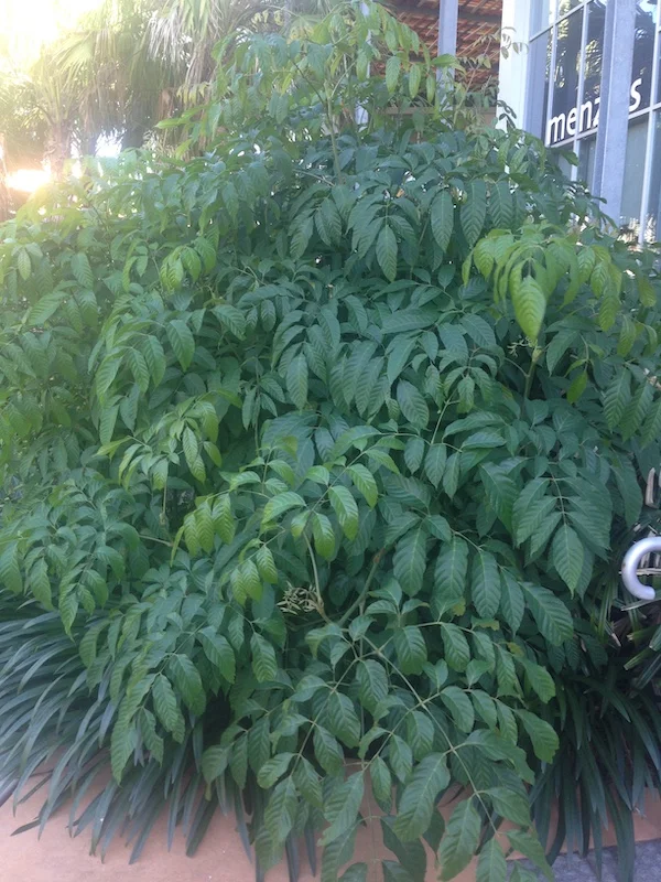 Leea novoguineensis (Bandicoot Berry) — Territory Native Plants