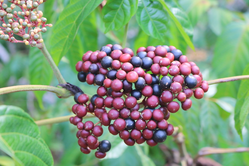Leea rubra (Red Rubra) — Territory Native Plants