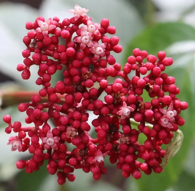 Leea rubra (Red Rubra) — Territory Native Plants