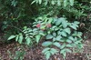 Leea rubra (Red Rubra) — Territory Native Plants