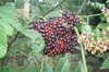 Leea rubra (Red Rubra) — Territory Native Plants