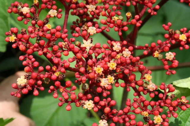Leea rubra (Red Rubra) — Territory Native Plants