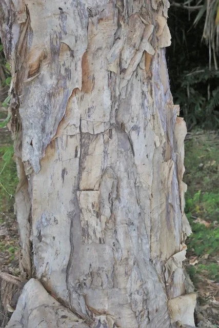 Melaleuca argentea (Silver-leaved Paperbark) — Territory Native Plants