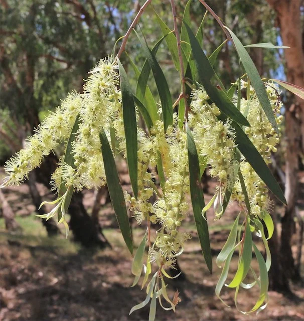 Melaleuca argentea (Silver-leaved Paperbark) — Territory Native Plants