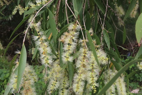 Melaleuca leucadendra (Weeping paperbark) — Territory Native Plants