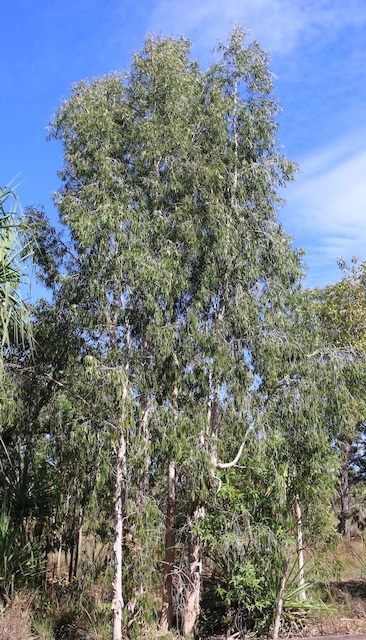 Melaleuca leucadendra (Weeping paperbark) — Territory Native Plants