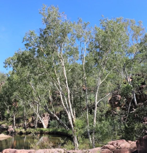 Melaleuca leucadendra (Weeping paperbark) — Territory Native Plants