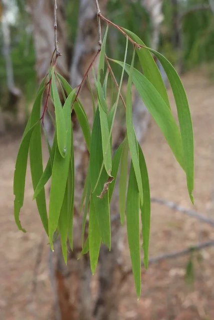 Melaleuca leucadendra (Weeping paperbark) — Territory Native Plants