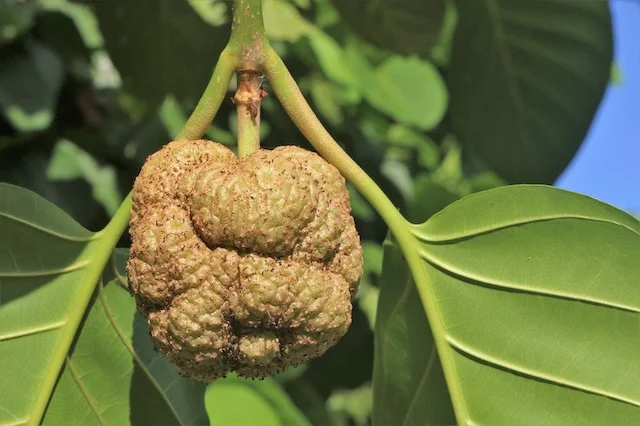 Nauclea orientalis (Leichhardt Tree) — Territory Native Plants