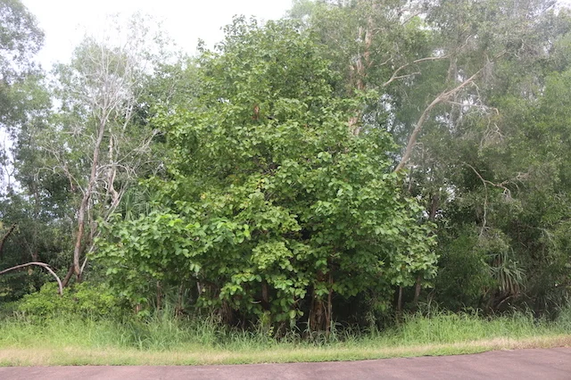 Nauclea orientalis (Leichhardt Tree) — Territory Native Plants