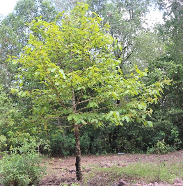 Nauclea orientalis (Leichhardt Tree) — Territory Native Plants