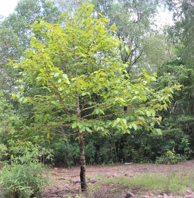 Nauclea orientalis (Leichhardt Tree) — Territory Native Plants
