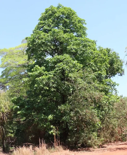 Nauclea orientalis (Leichhardt Tree) — Territory Native Plants