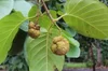 Nauclea orientalis (Leichhardt Tree) — Territory Native Plants