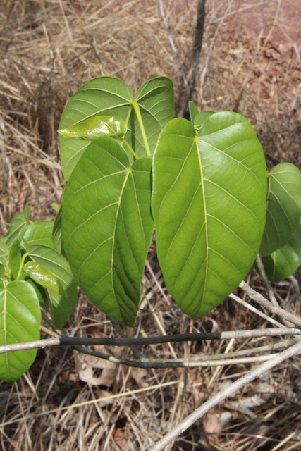 Sterculia quadrifida (Native Peanut) — Territory Native Plants