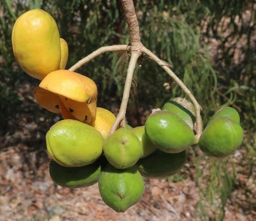 Sterculia quadrifida (Native Peanut) — Territory Native Plants