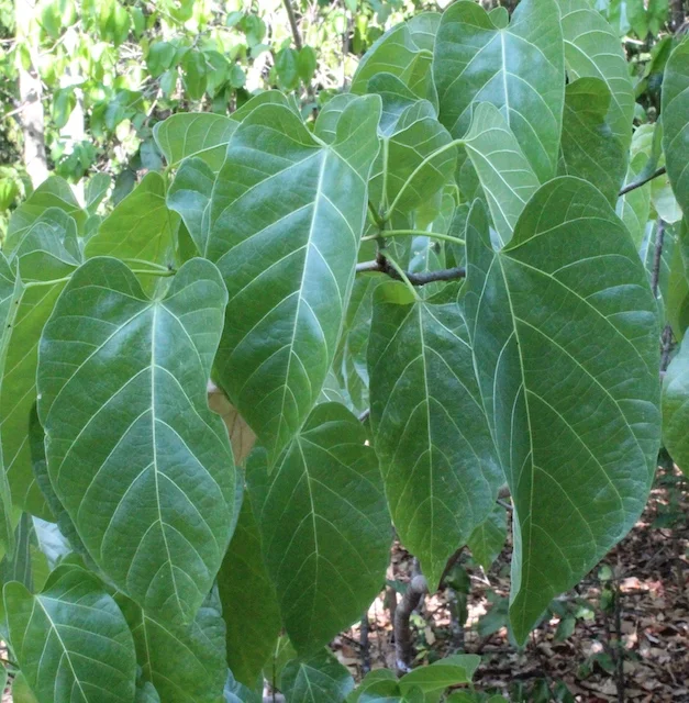 Sterculia quadrifida (Native Peanut) — Territory Native Plants