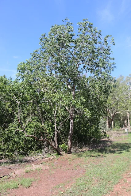 Sterculia quadrifida (Native Peanut) — Territory Native Plants