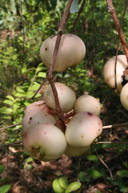 Syzygium eucalyptoides bleeseri (Native Apple) — Territory Native Plants