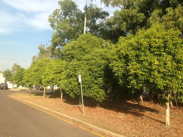Mimusops elengi (Red Condoo/Spanish Cherry) — Territory Native Plants