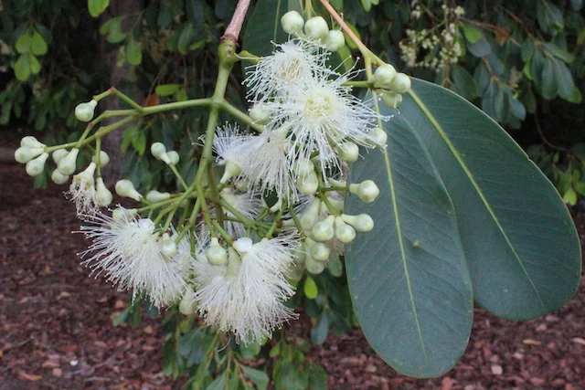 Syzygium forte (White Bush Apple) — Territory Native Plants