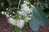 Syzygium forte (White Bush Apple) — Territory Native Plants