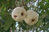 Syzygium forte (White Bush Apple) — Territory Native Plants