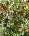 Syzygium suborbiculare (Red Bush Apple) — Territory Native Plants