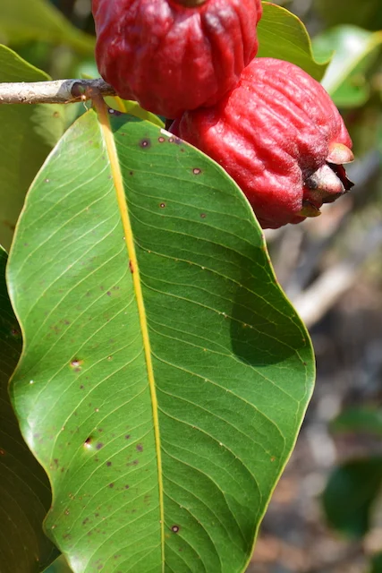 Syzygium suborbiculare (Red Bush Apple) — Territory Native Plants