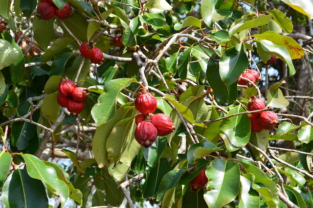 Syzygium suborbiculare (Red Bush Apple) — Territory Native Plants