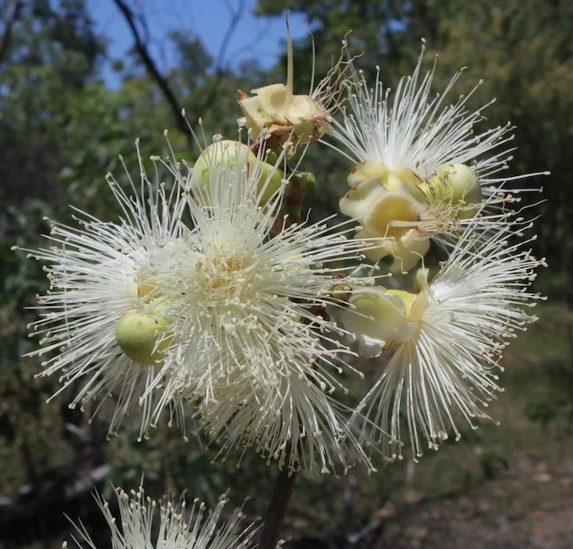 Syzygium suborbiculare (Red Bush Apple) — Territory Native Plants