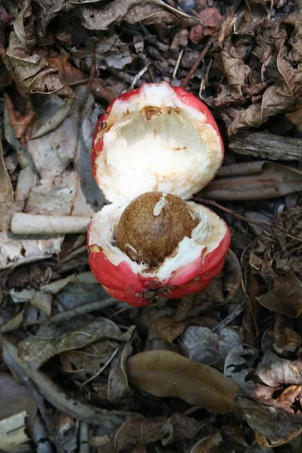 Syzygium suborbiculare (Red Bush Apple) — Territory Native Plants
