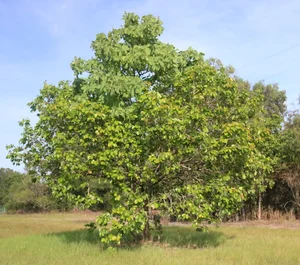 Syzygium suborbiculare (Red Bush Apple) — Territory Native Plants