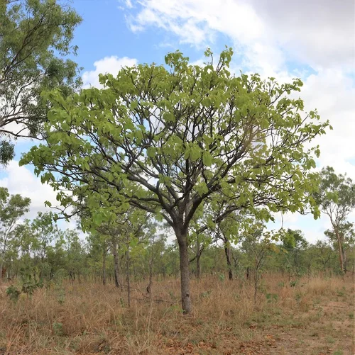 Terminalia ferdinandiana (Kakadu plum/Billy goat plum) — Territory ...