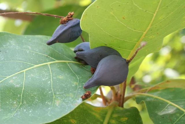 Terminalia platyphylla (Wild Plum) — Territory Native Plants