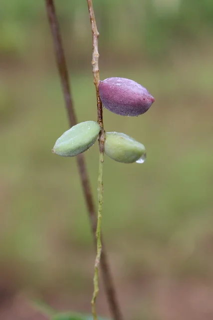 Terminalia microcarpa (Damson Plum) — Territory Native Plants