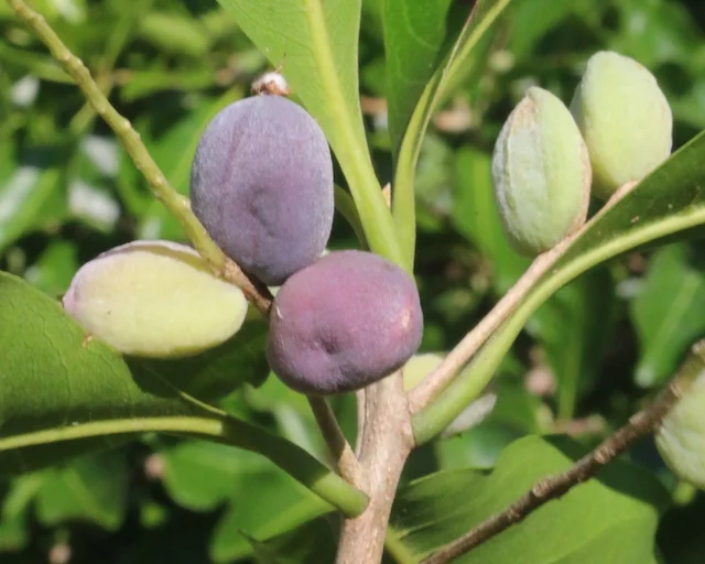 Terminalia microcarpa (Damson Plum) — Territory Native Plants