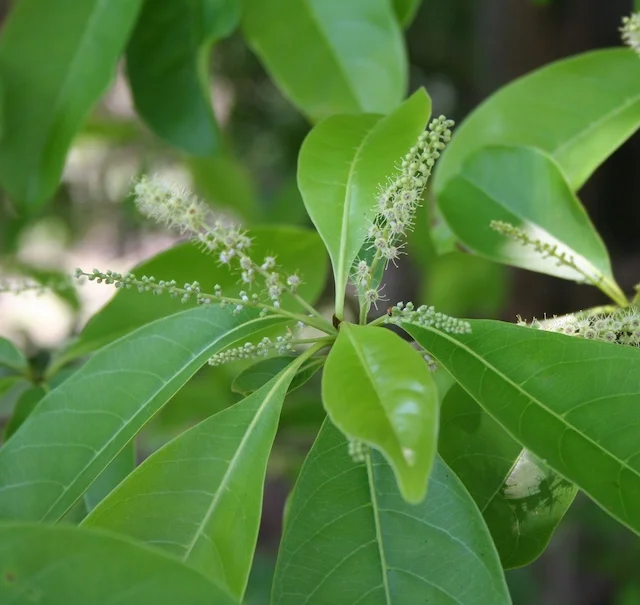 Terminalia microcarpa (Damson Plum) — Territory Native Plants