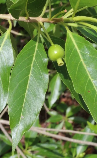Timonius timon (Tim-Tim) — Territory Native Plants