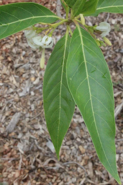 Timonius timon (Tim-Tim) — Territory Native Plants
