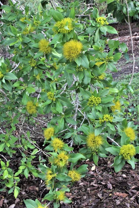 Xanthostemon paradoxus (Bridal tree) — Territory Native Plants