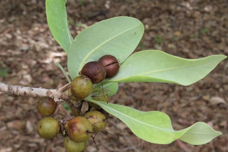 Xanthostemon paradoxus (Bridal tree) — Territory Native Plants
