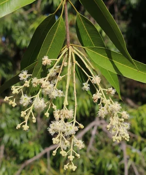 Allosyncarpia ternata (Anbinik) — Territory Native Plants
