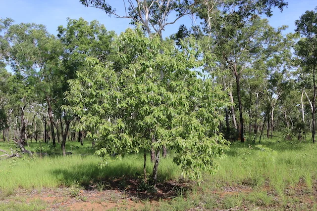 Alphitonia excelsa (Soap Tree/Red Ash) — Territory Native Plants