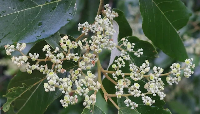 Alphitonia excelsa (Soap Tree/Red Ash) — Territory Native Plants