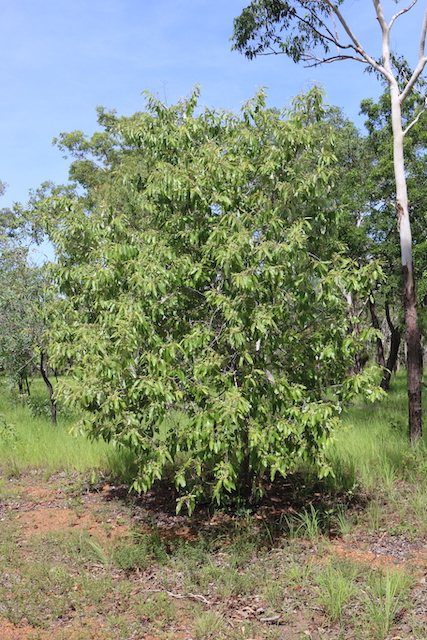 Alphitonia excelsa (Soap Tree/Red Ash) — Territory Native Plants