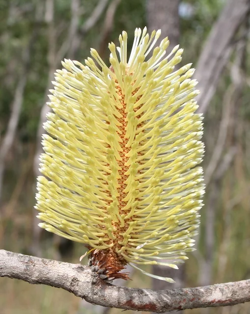 Banksia dentata (NT Banksia) — Territory Native Plants