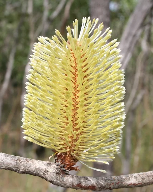 Banksia dentata (NT Banksia) — Territory Native Plants