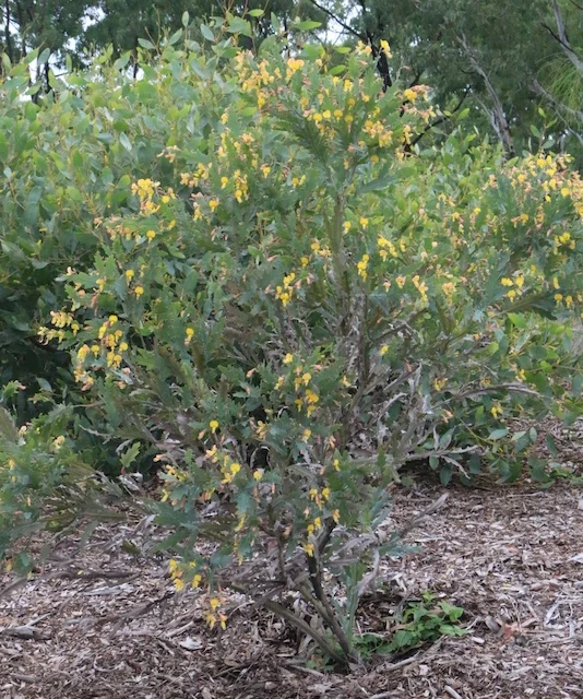 Bossiaea bossiaeoides (Holly-leaved Pea Flower) — Territory Native Plants