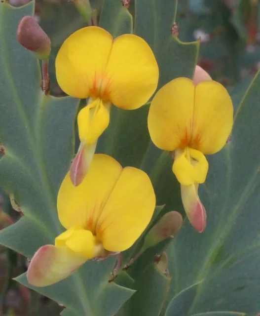 Bossiaea bossiaeoides (Holly-leaved Pea Flower) — Territory Native Plants